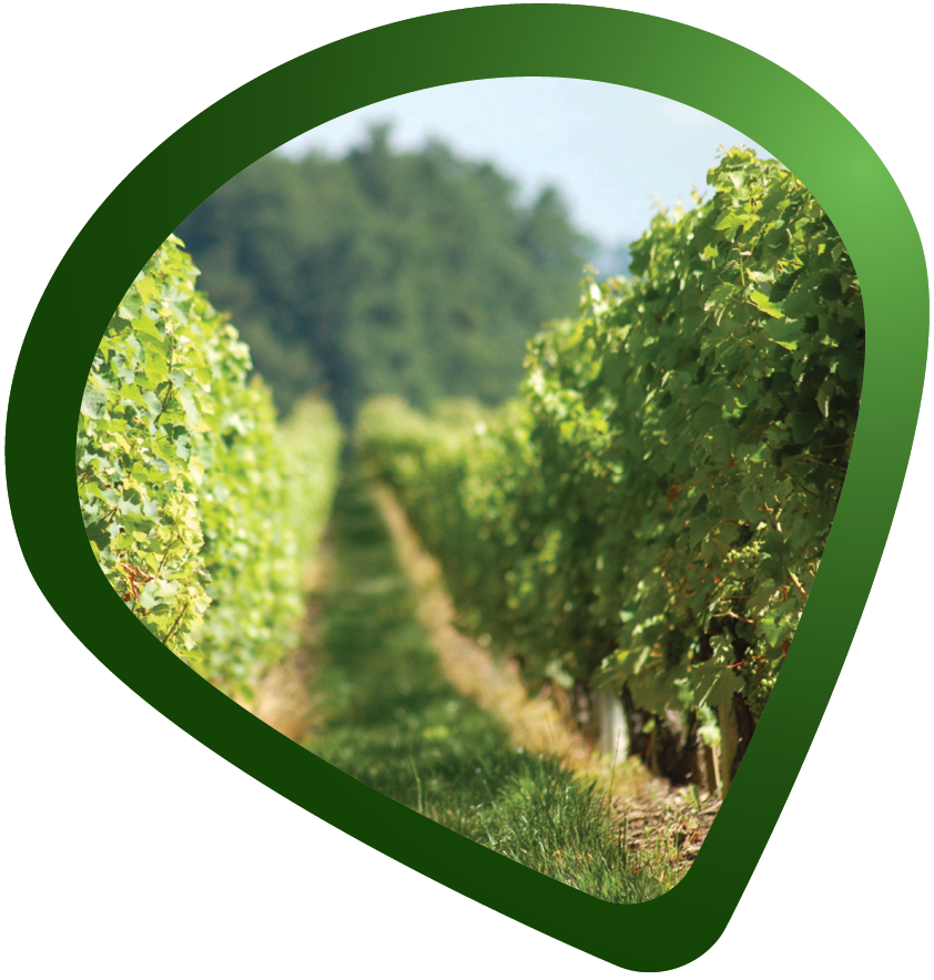 Chikara Duo – Belchim Crop Protection